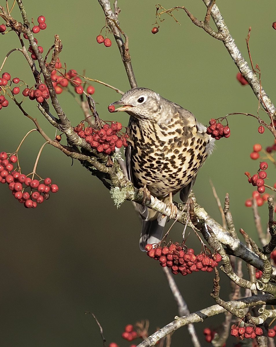 Collins Bird Guide 1st Edition - Cornwall Birds (CBWPS)