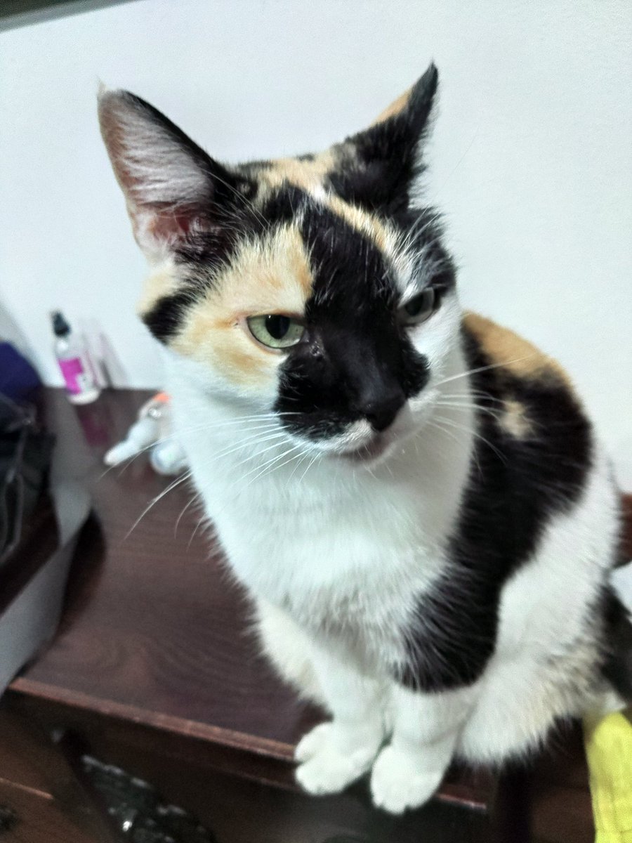 苑生(@Sonoo_Y) - Twilog (ツイログ)