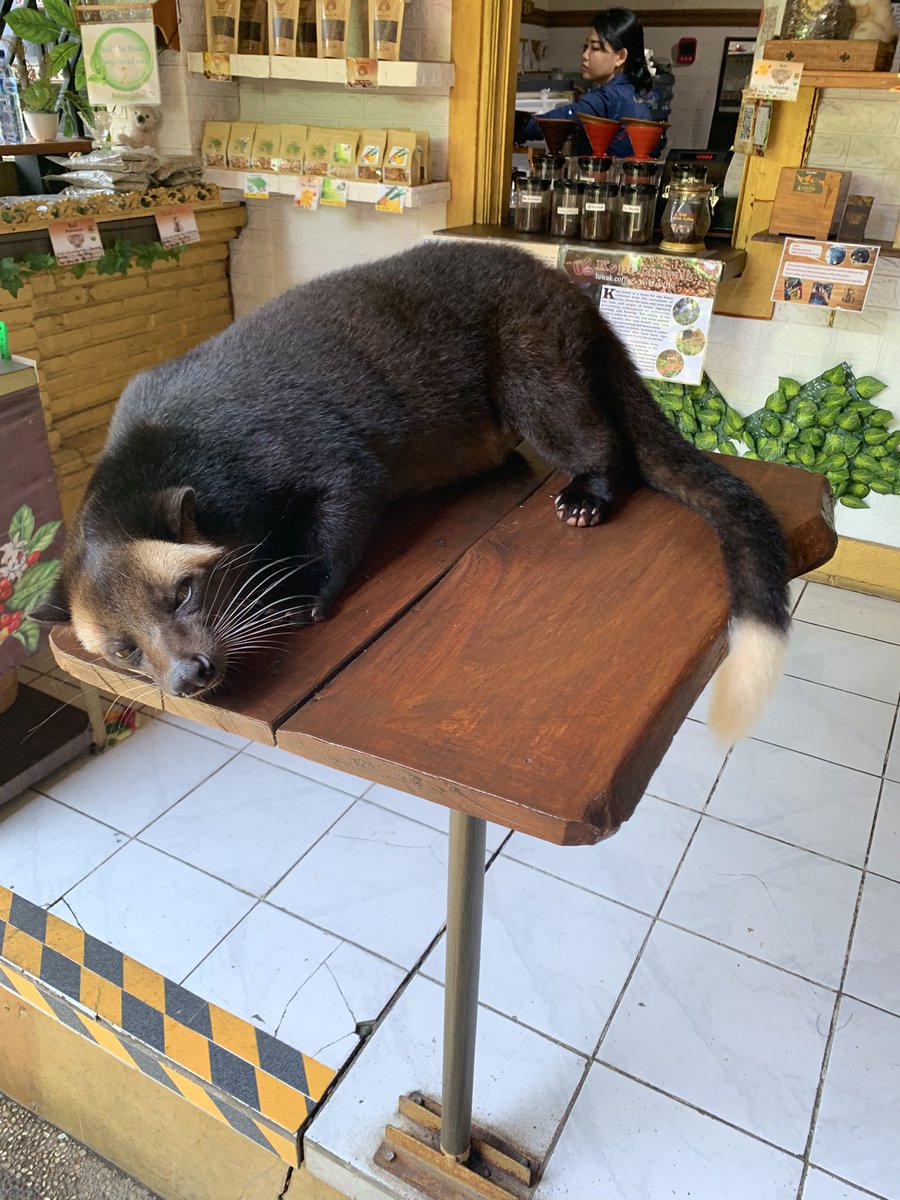 linusnoopy i7 8650U(@linusnoopy) - Twilog (ツイログ)