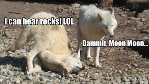 Love Moon Moon Wolf Meme Moon Moon: Image Gallery (Sorted By Score)