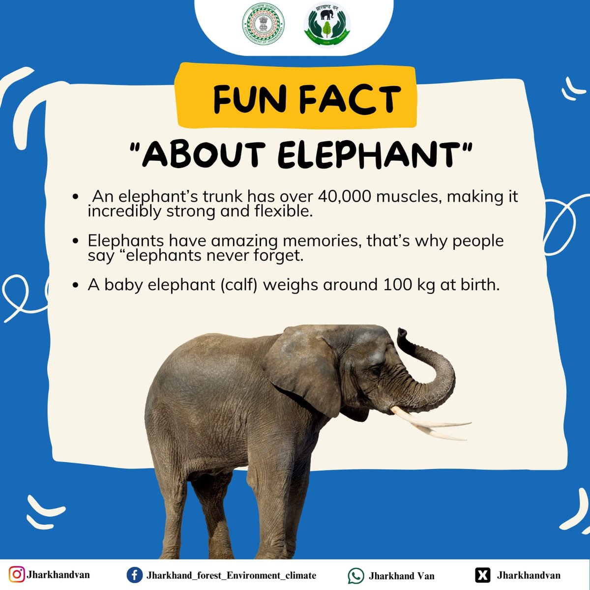 Elephant Most Muscles