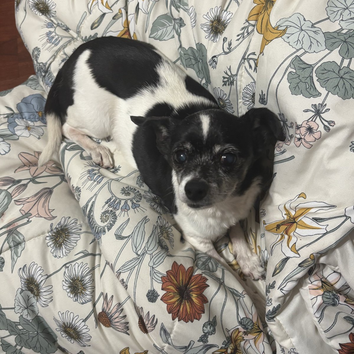 HELLO EVERYONE im so sorry for the lack of updates BUT! oreo's surgery ...