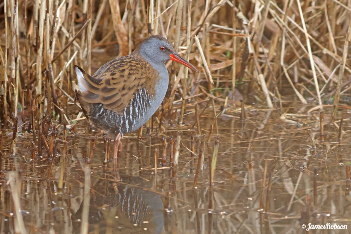 James Robson @jr_studio X Profile | Muskviewer