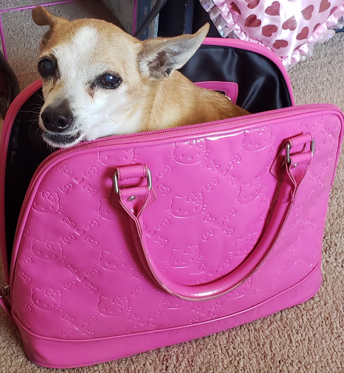 I miss Cosita :'( Look at him in the iconic 2010s Mcbling Trisha Paytas ...