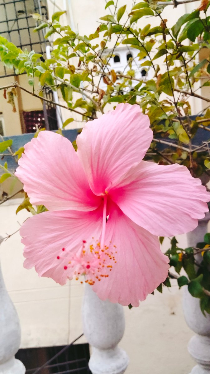 Little Princess Mom @Merlin_tweeps X Profile | Muskviewer