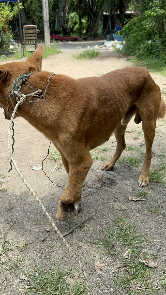 Niall Harbison's Threads – Thread Reader App