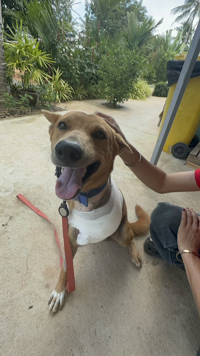 The path to fixing a dog is not always simple. It takes patience and ...