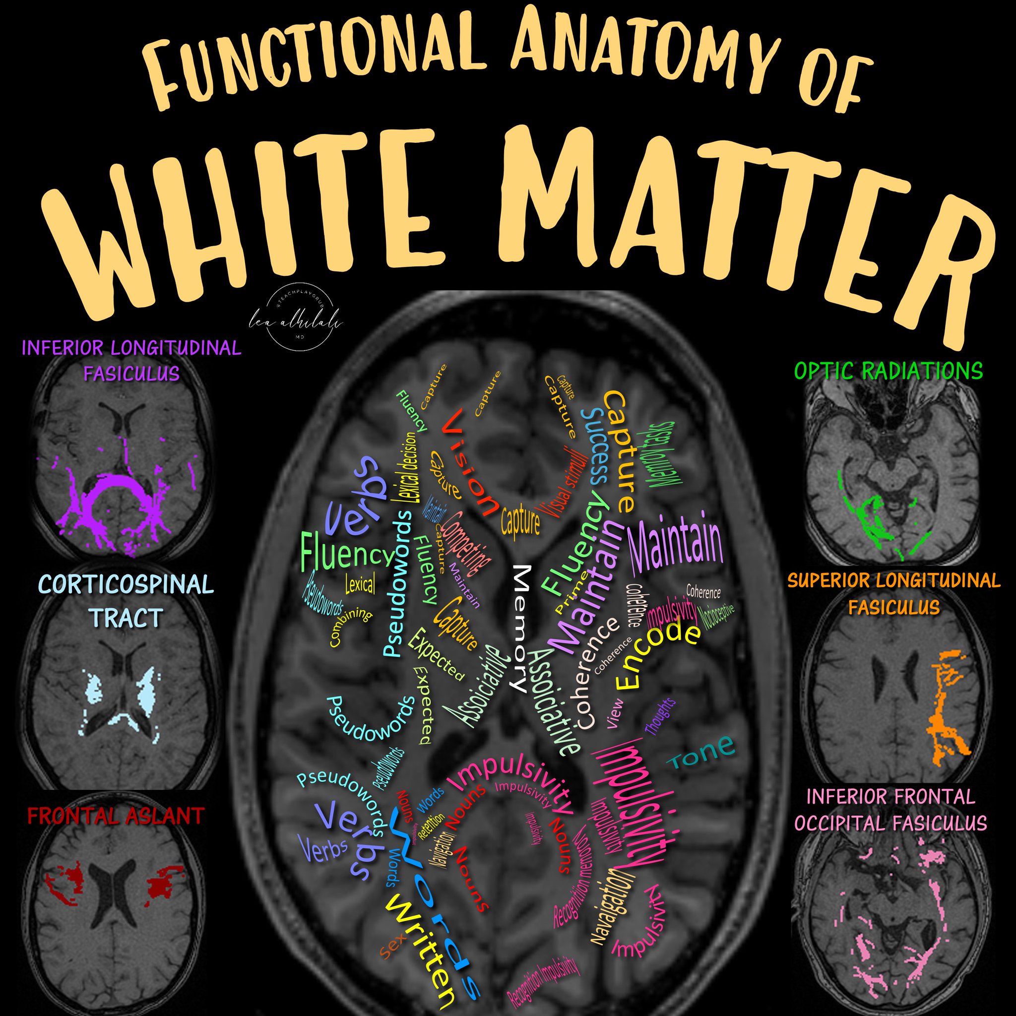 Anatomía Del Centro Semioval