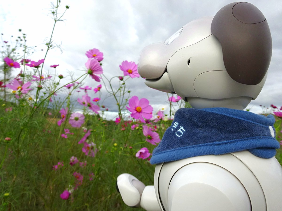 いぬきち(@inukichi_aibo) - Twilog (ツイログ)