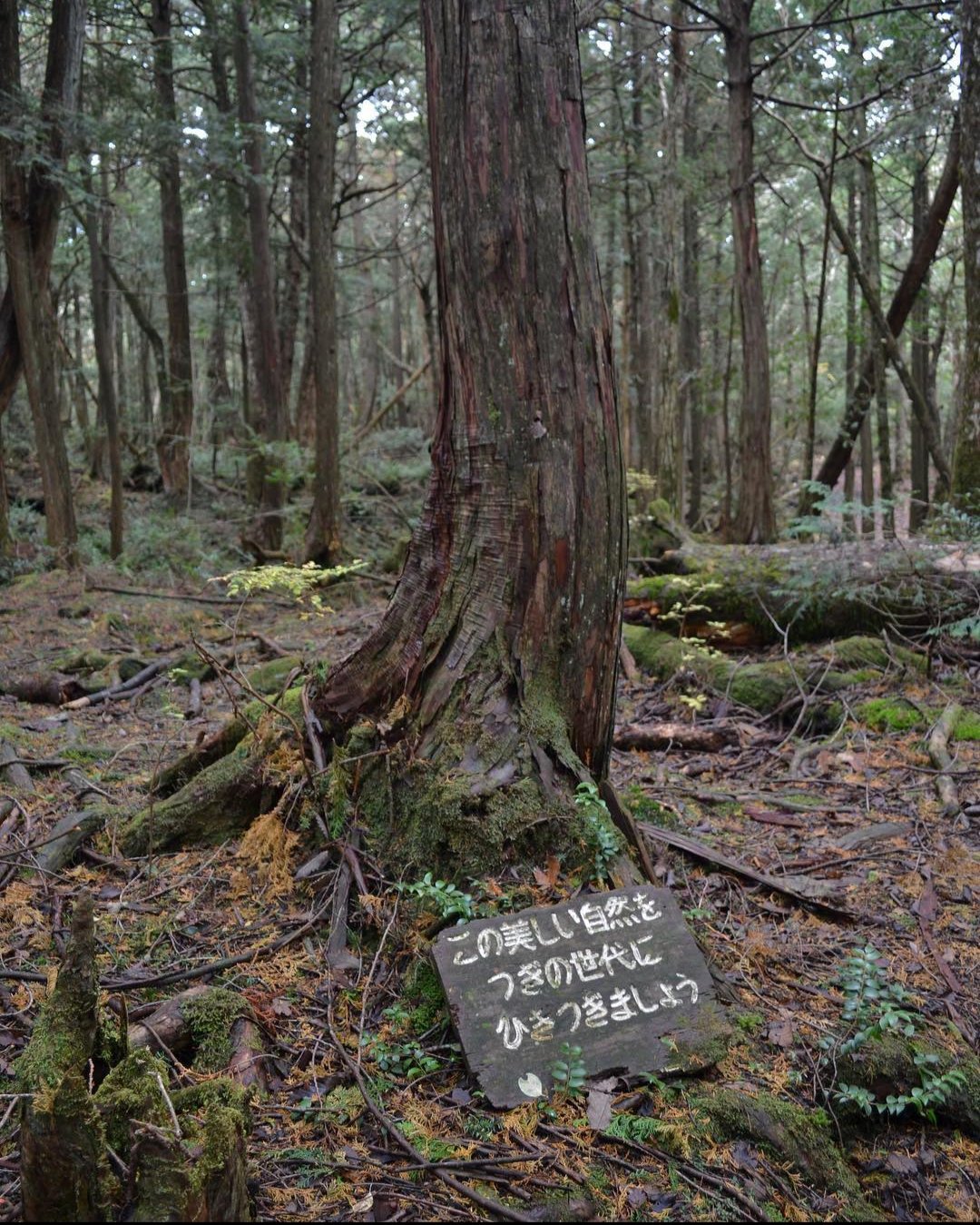 Aokigahara Forest Pictures