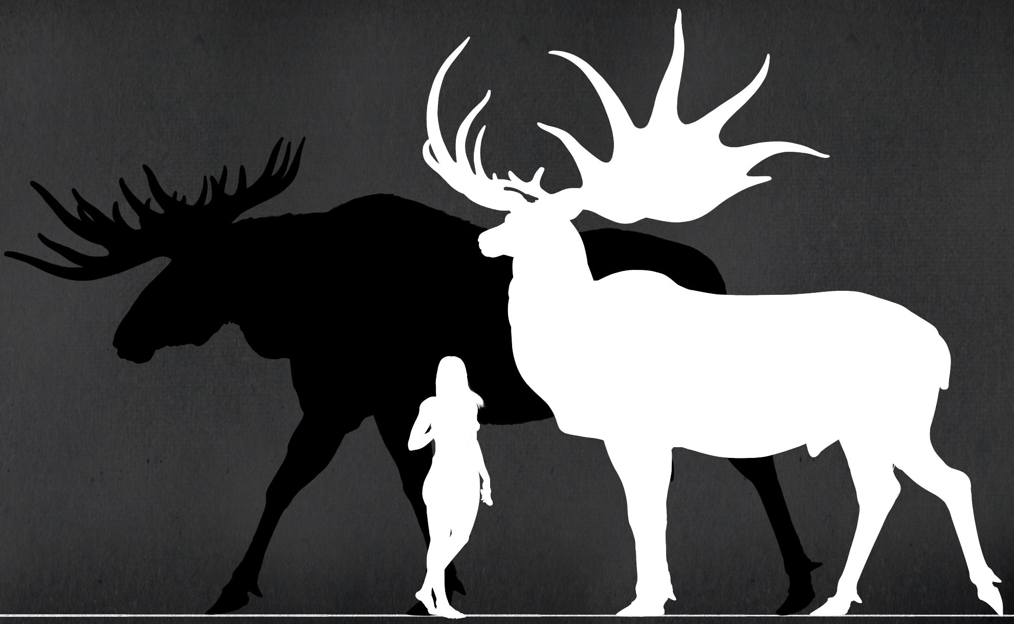 Moose Size Comparison