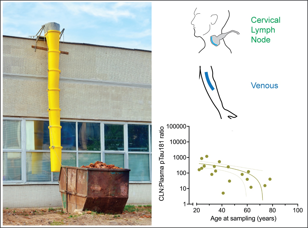 Lymph Fluid Sample Replying To @123 #lymphaticdrainage