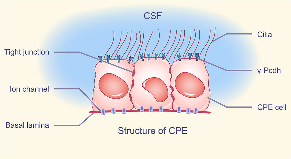 The human brain never fails to amaze me. What if consciousness is more ...