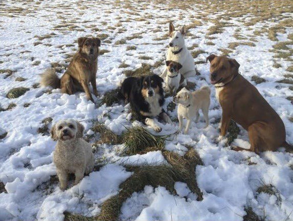 Will Graham Dog 10 Reasons Will Graham Dog Lover Is The Best Character