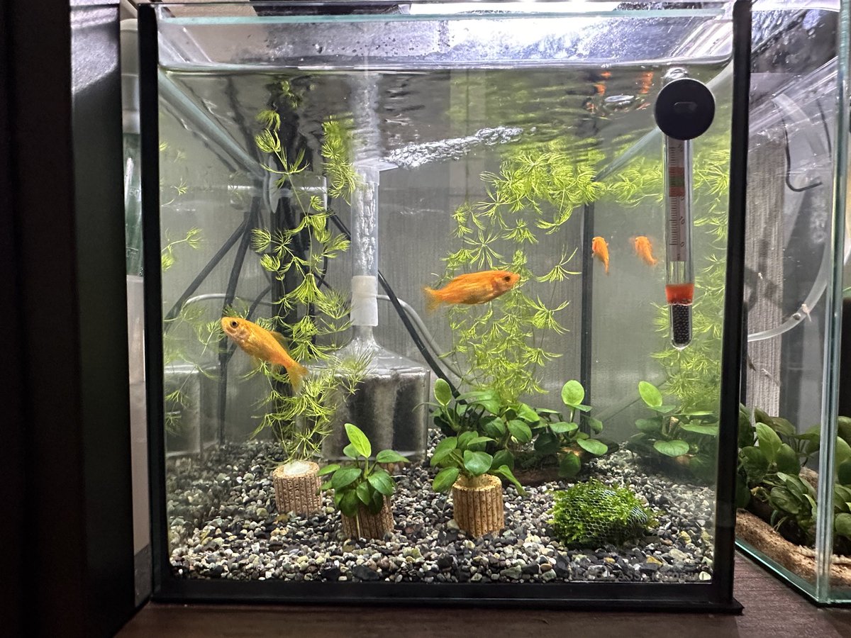 お祭り金魚トリオは今日も元気😊 がんばれ水作エイトコアM💪