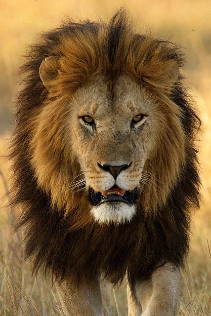 Eran Efrat's Threads – Thread Reader App