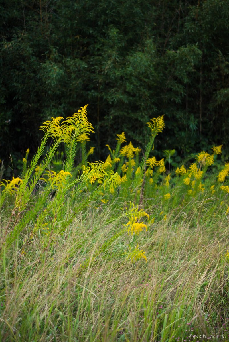 𝘩𝘰𝘮𝘪𝘺𝘢(@photo_homiya) - Twilog (ツイログ)