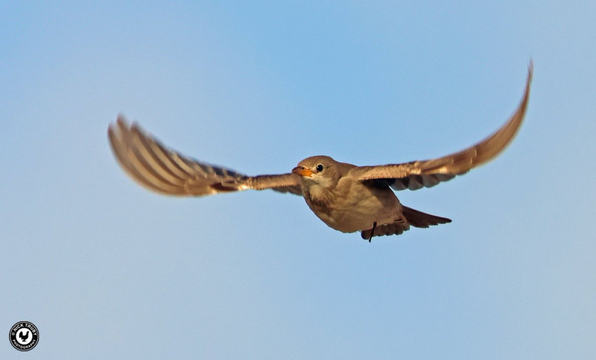 Flight Identification of European Raptors - Cornwall Birds (CBWPS)