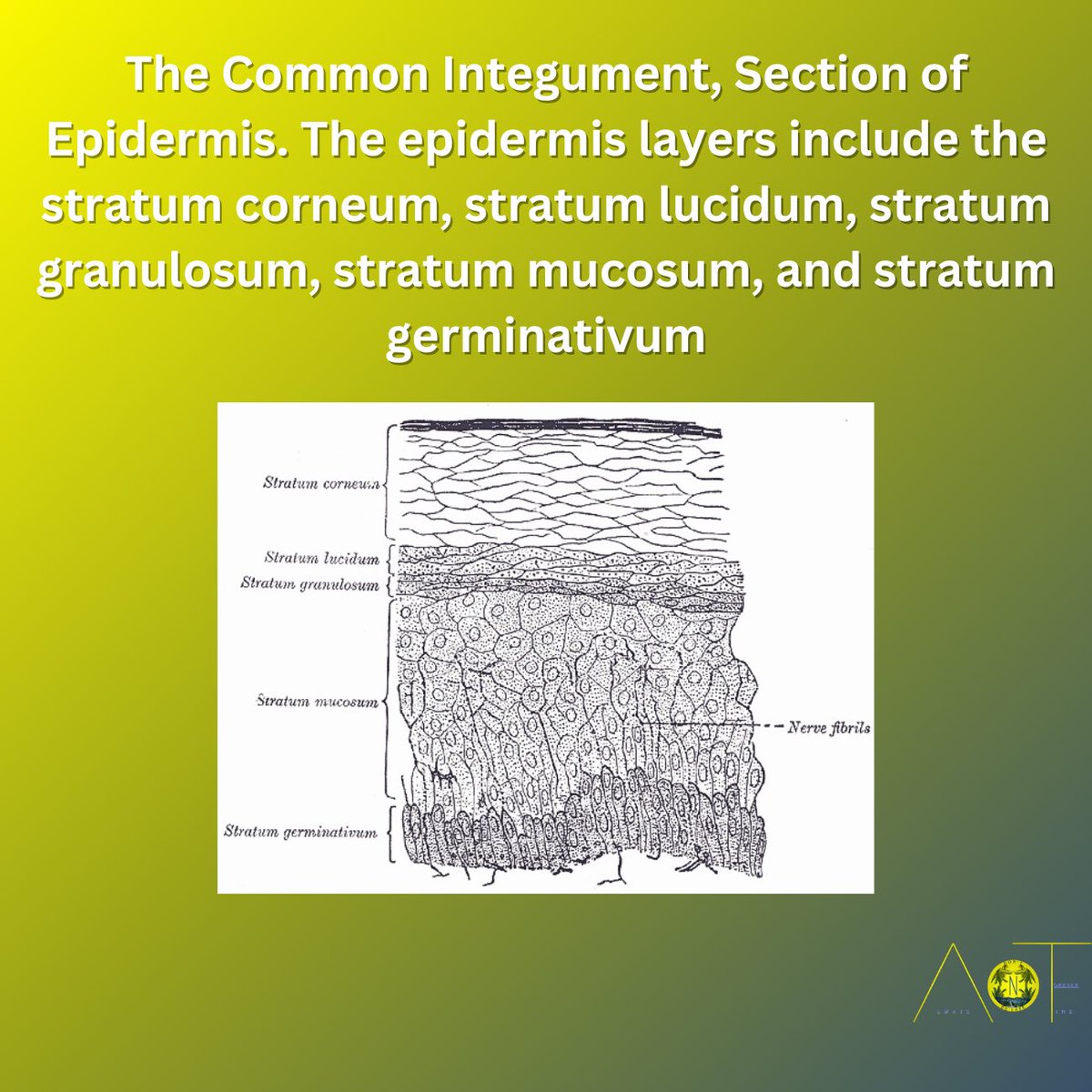 Stratum Germinativum Salus Moda | AlwaysOnTimeForever© On X: "1.
