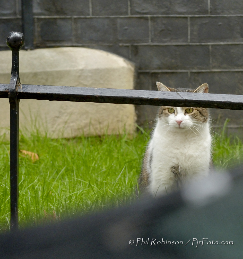 Larry the Cat: Dang I'm adorable - Democratic Underground Forums
