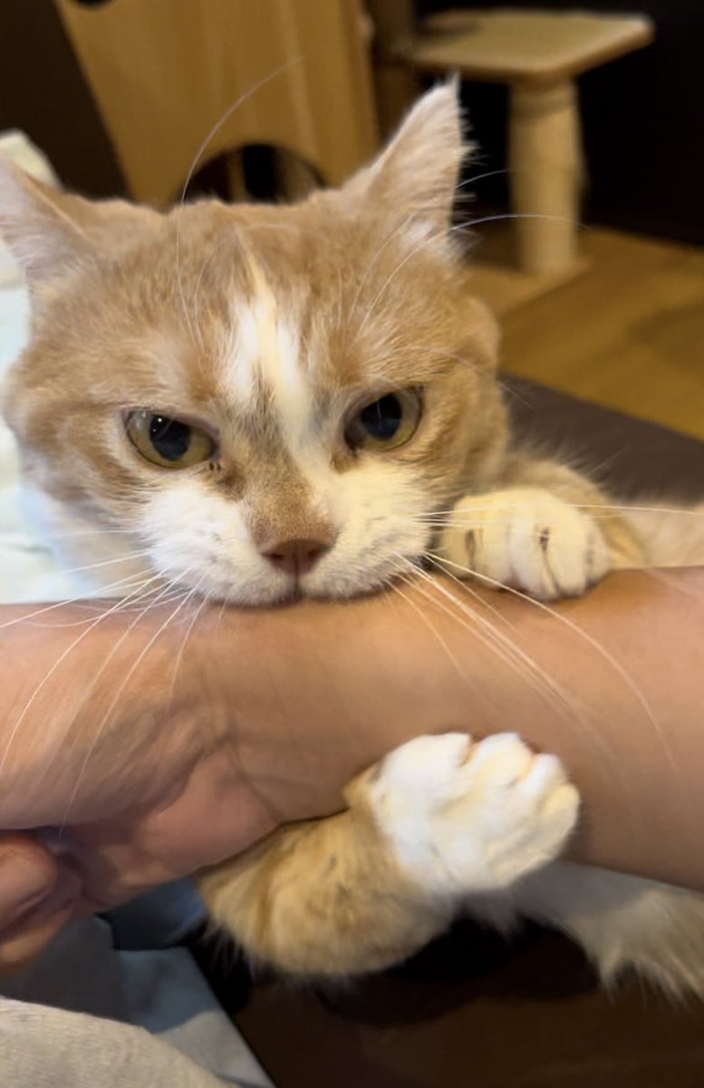 𝐒𝐔𝐏𝐄𝐑ナナコ(@tacchon_biyori) - Twilog (ツイログ)