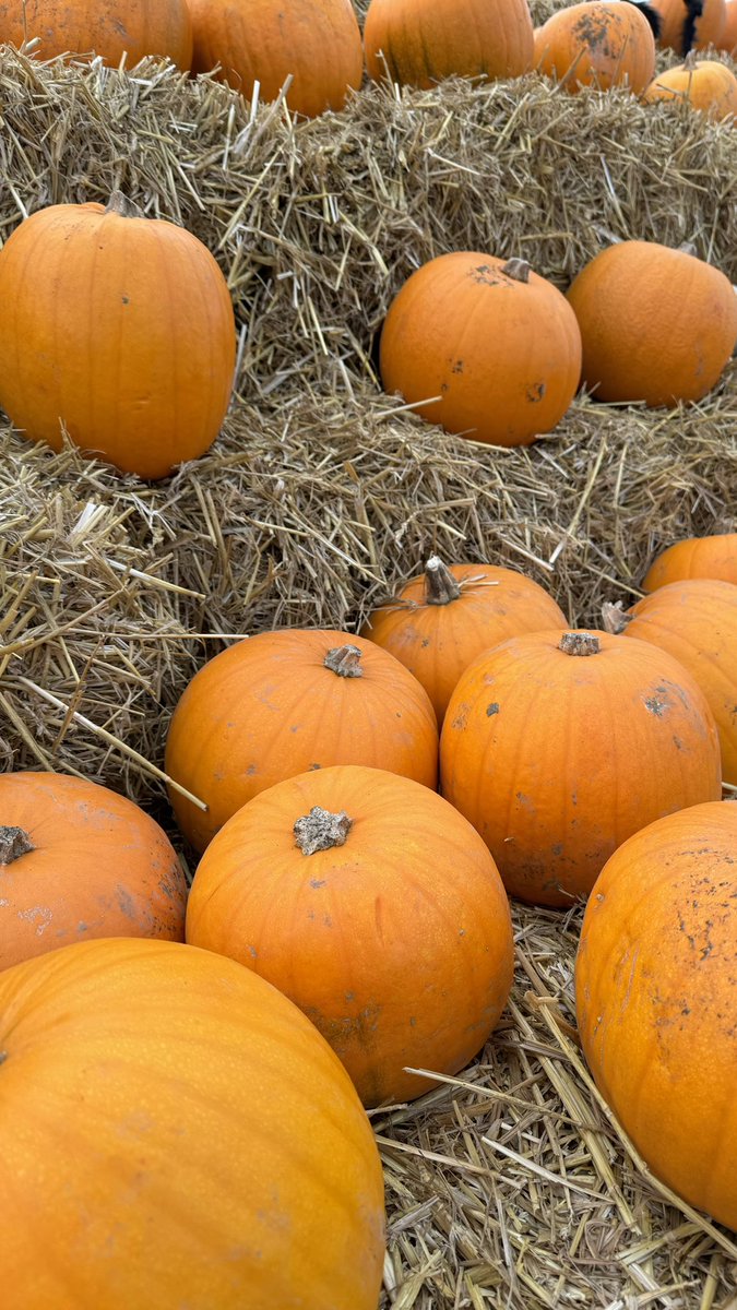 Services - Talking Tortoise