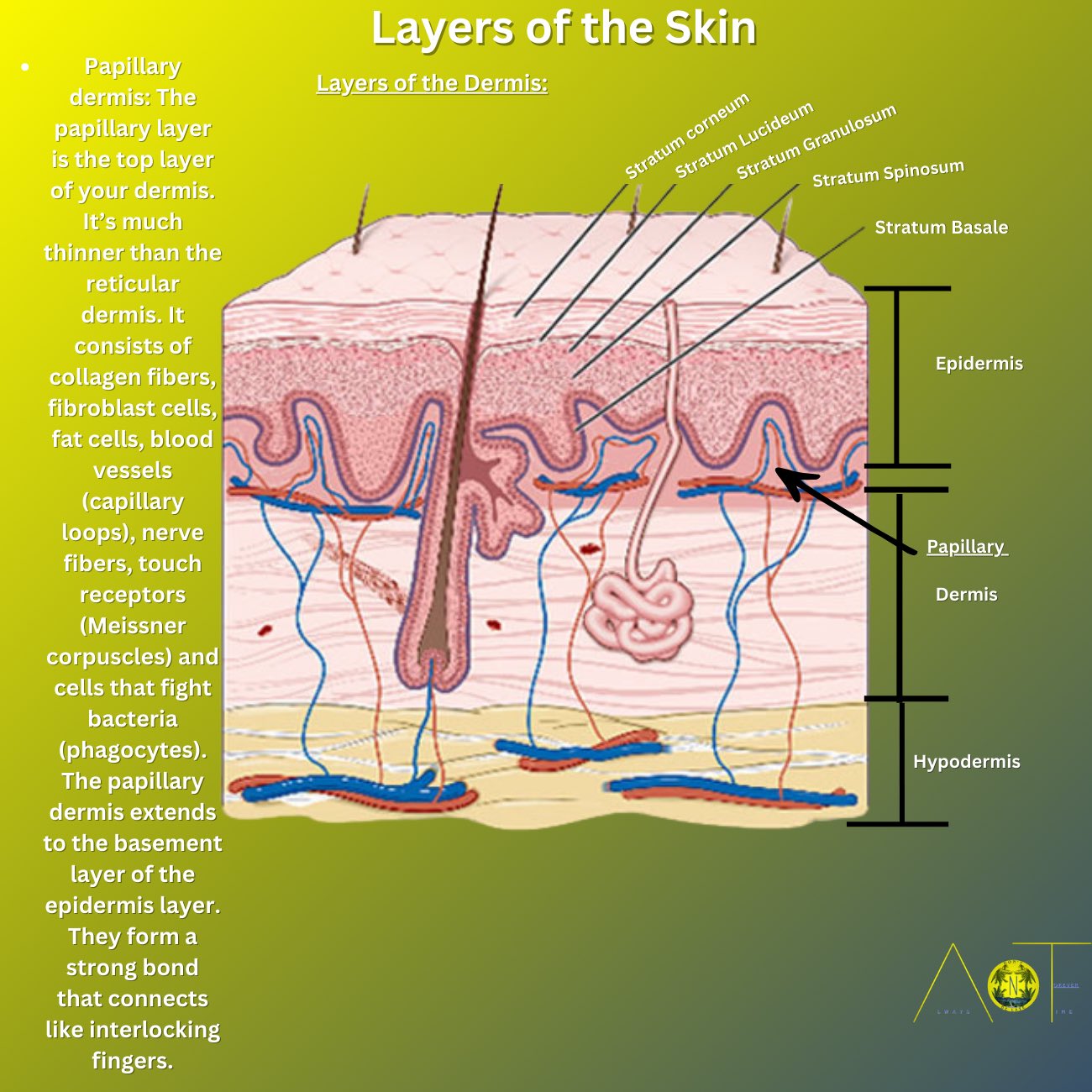 Dermis Papillary Layer