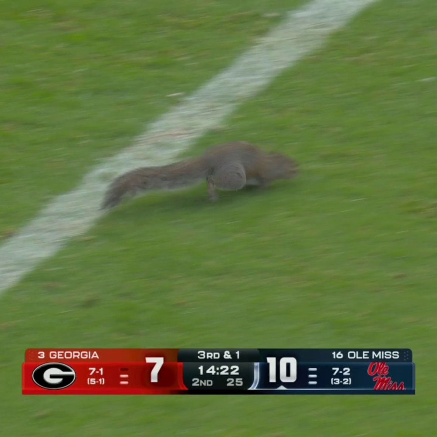 Football Squirrel Memes 100+] Funny Squirrel Pictures | Wallpapers.com