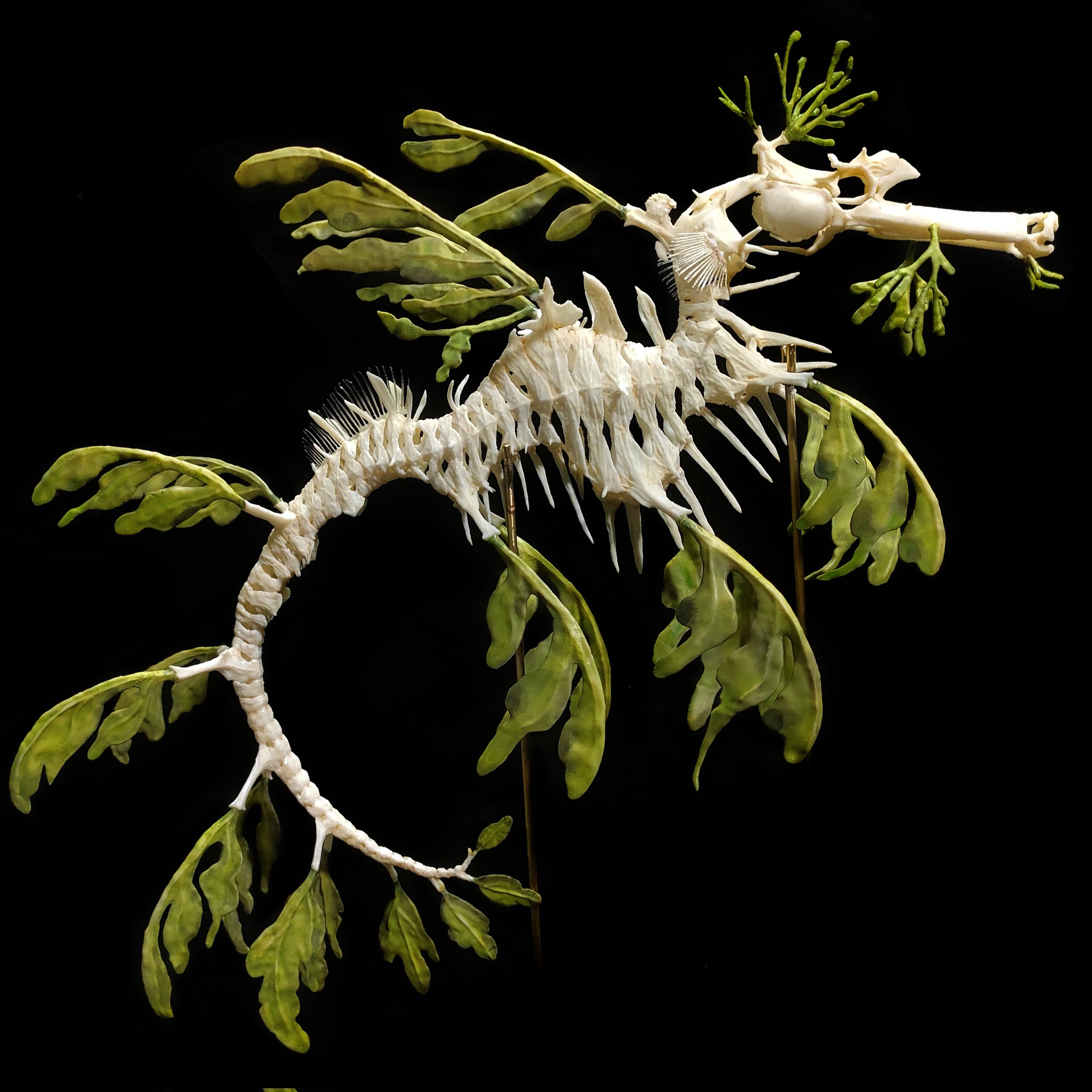 Dragon Skeleton Found 2024