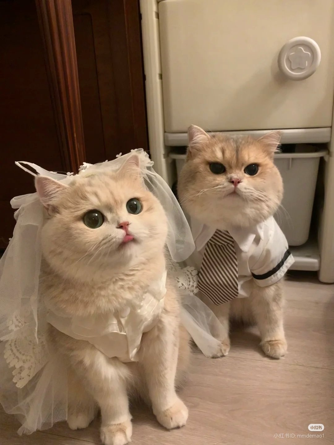 Cats Getting Married