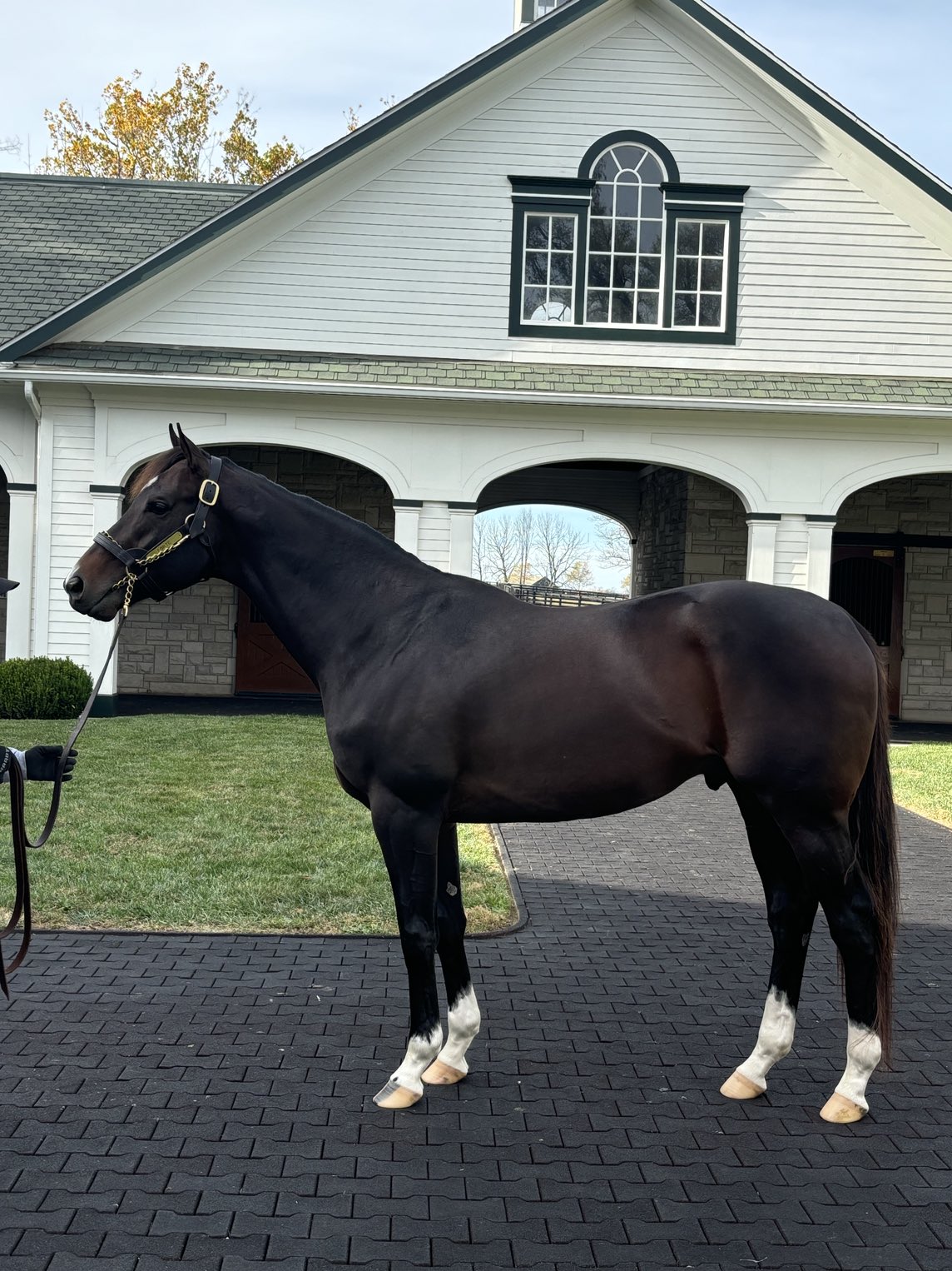 New Conformation Photos - Page 219 - Horse Racing Forum - USA ...