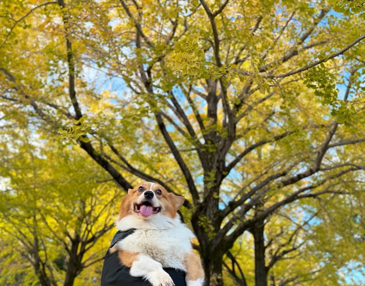 シーボ(@seabo) - Twilog (ツイログ)