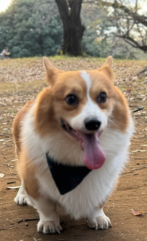 シーボ(@seabo) - Twilog (ツイログ)