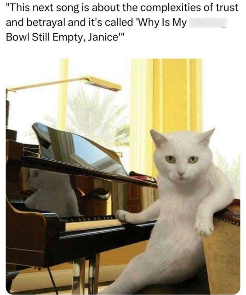 Cat Memes Swiggity