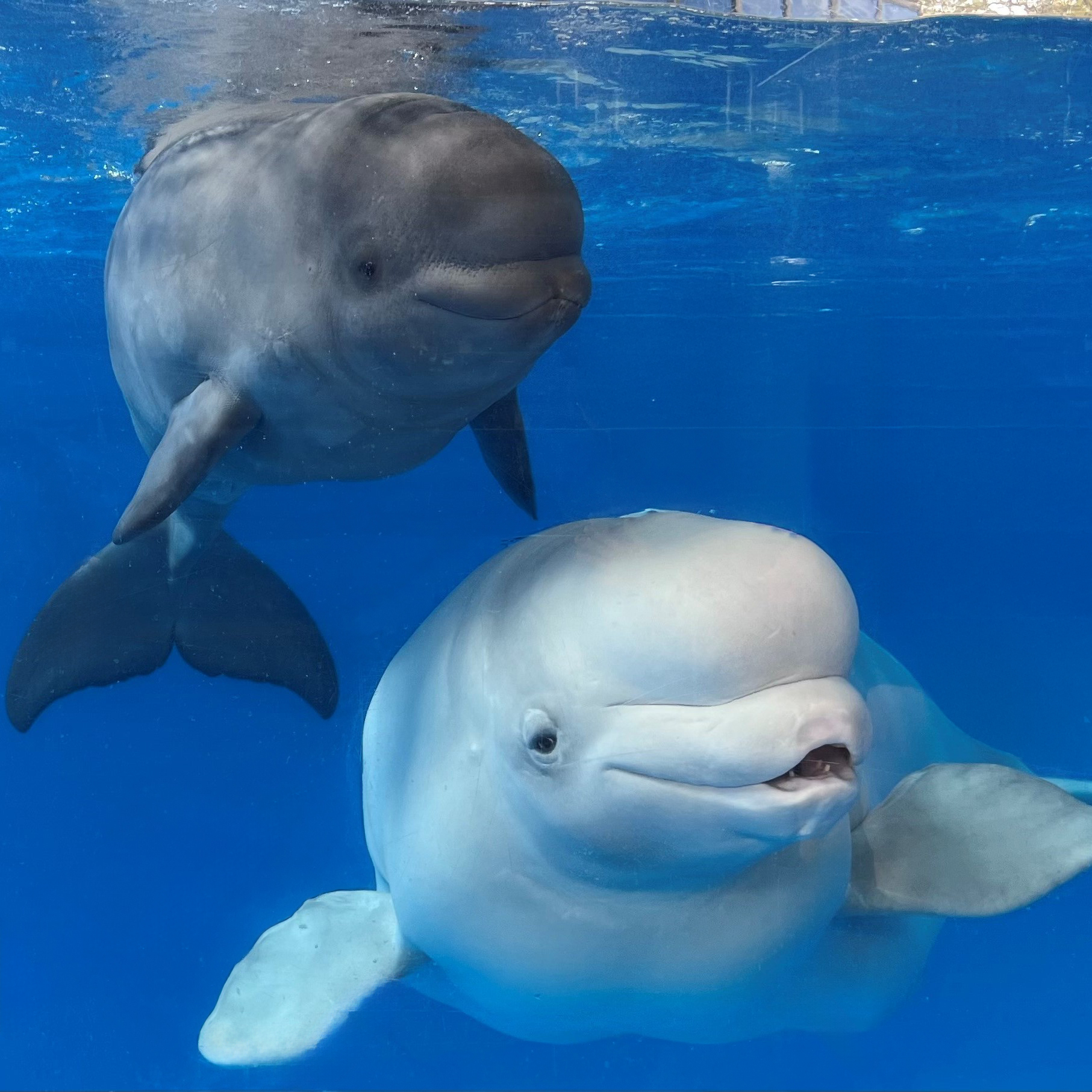 Cute Beluga Whales Two Beluga Whales Perform In Their Last Public Show