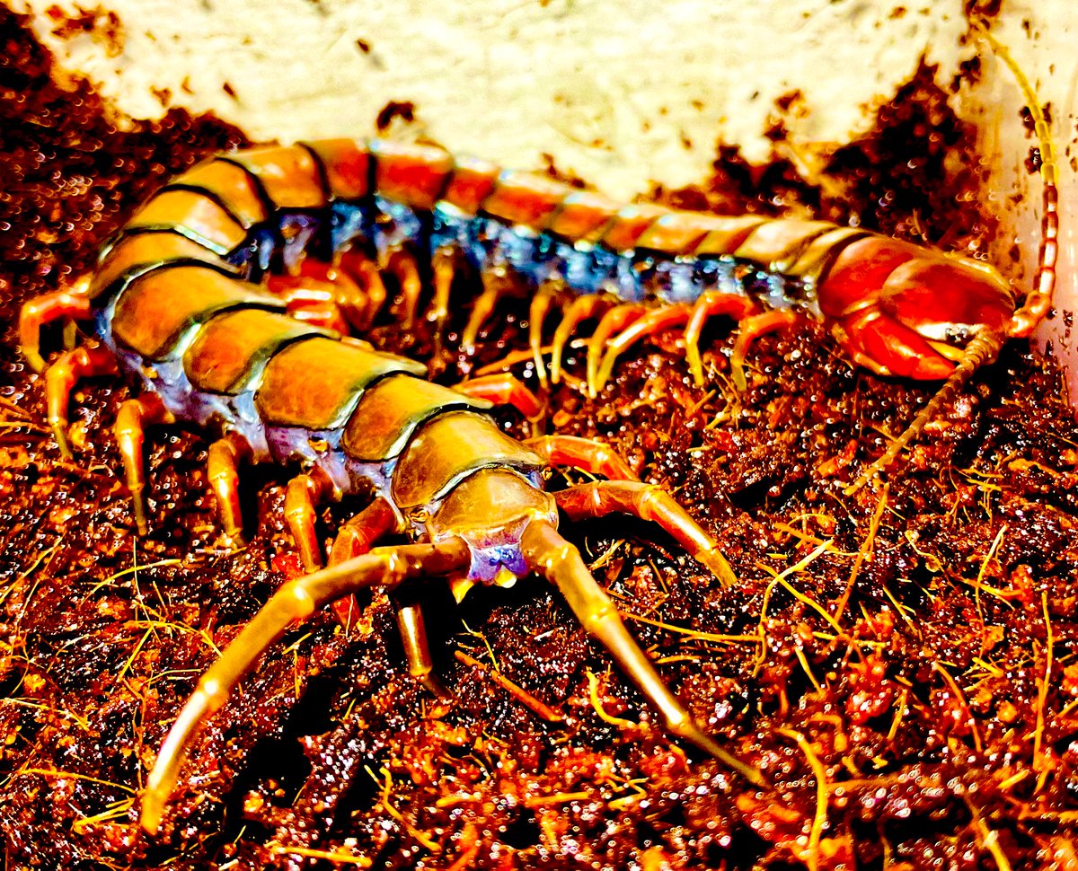 Giant Centipede Barbados
