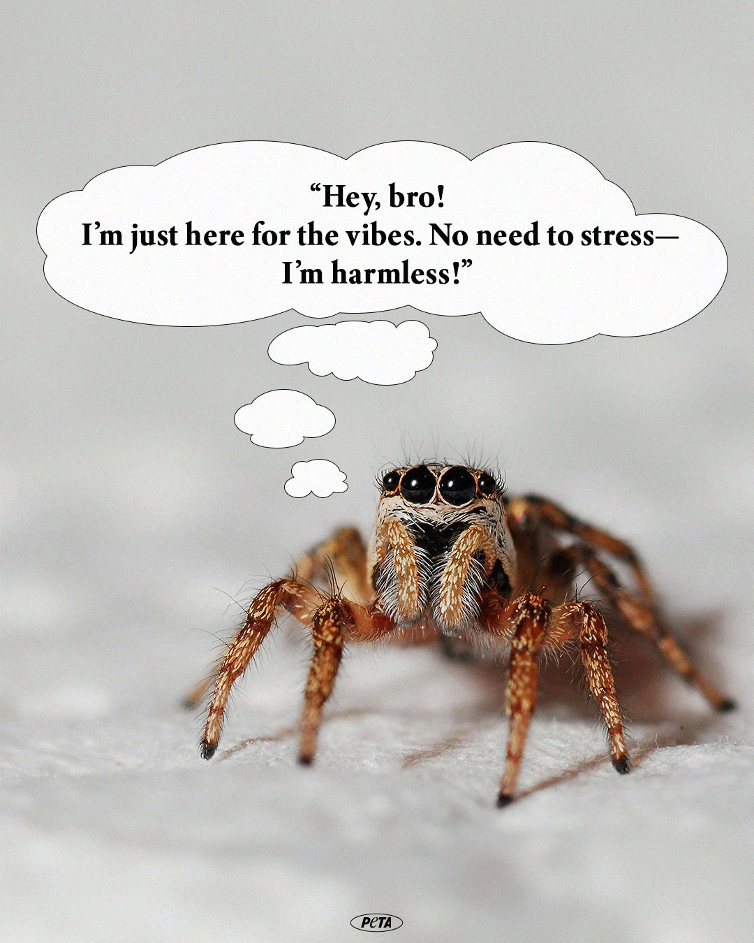 Misunderstood Spider