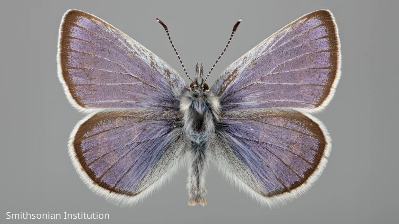 Xerces Butterfly Clipper Butterfly Butterfly Vector Art Xerces Blue