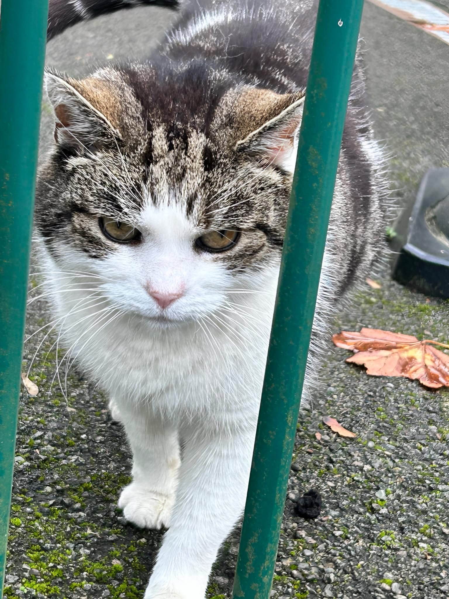 Disapproval Cat Tasty Peach Studios Disapproval Meowchi Plush No Paper