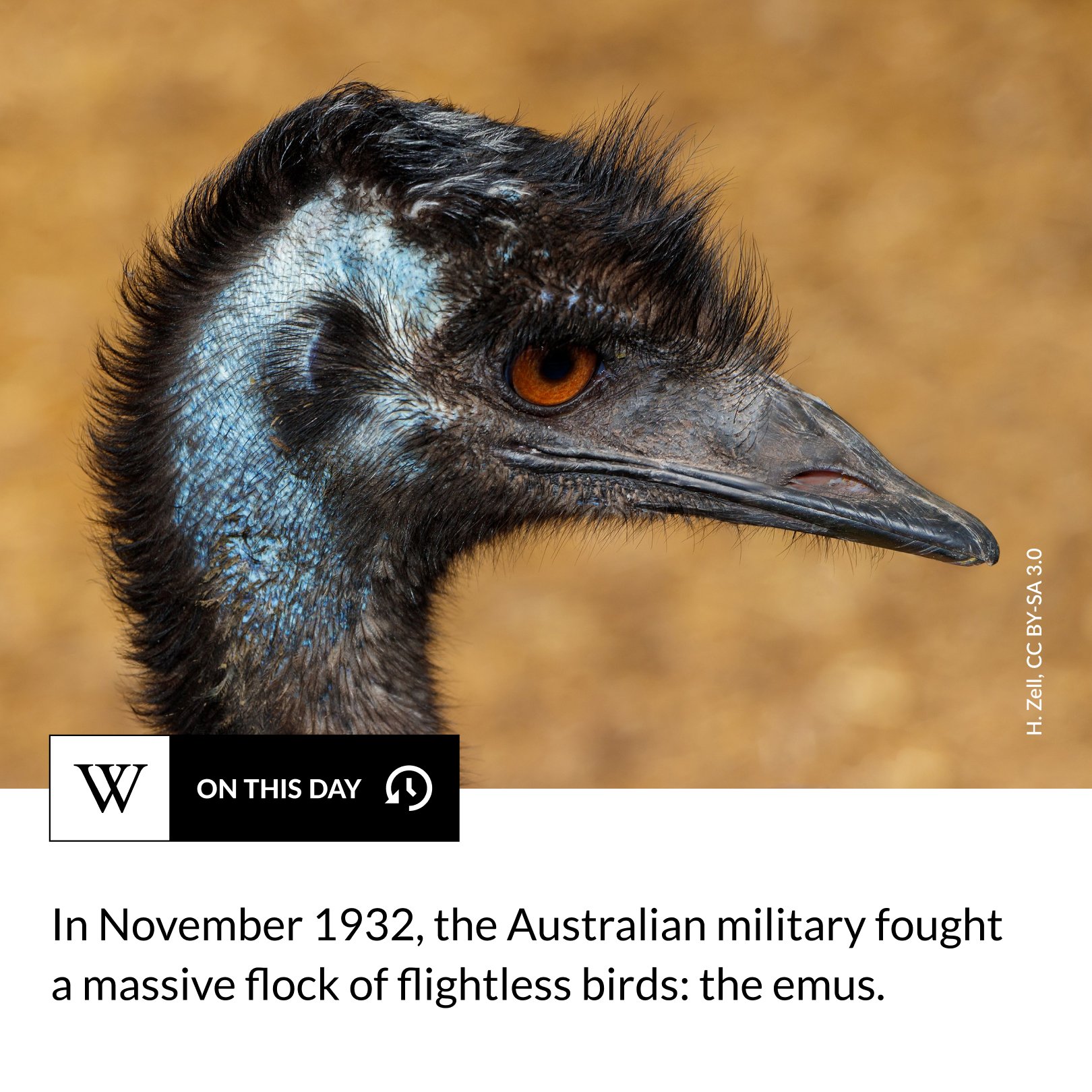 Australian Army Memes 📖 NEW BLOG 📖 The Friday First Responder