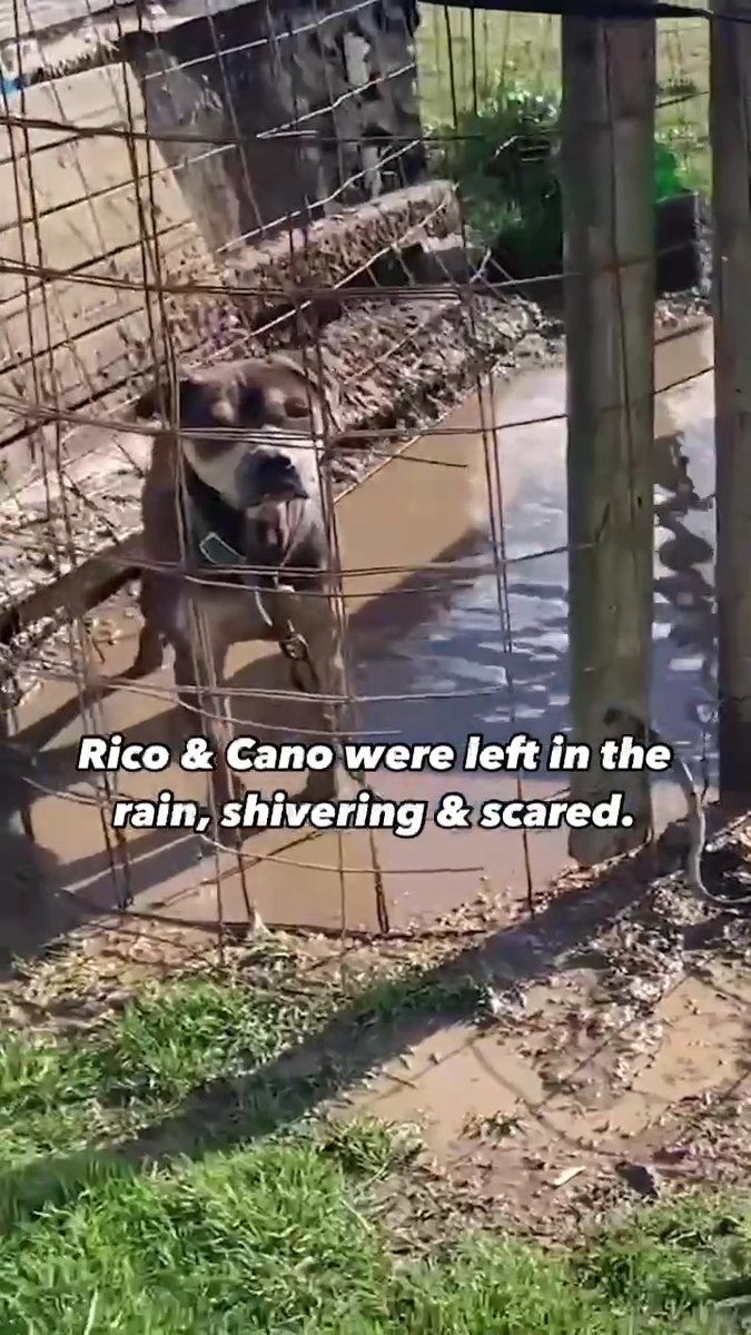 Pitbull Climbing Fence Memes Scrappy Animals Who Beat The Odds