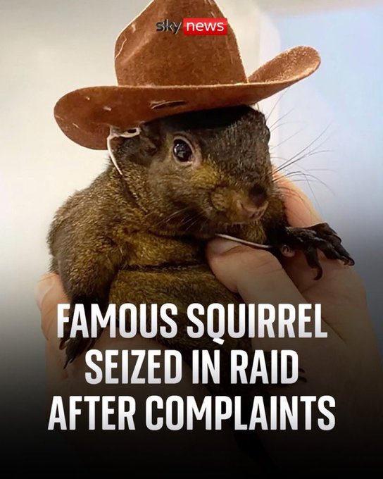 Poor Squirrel Memes