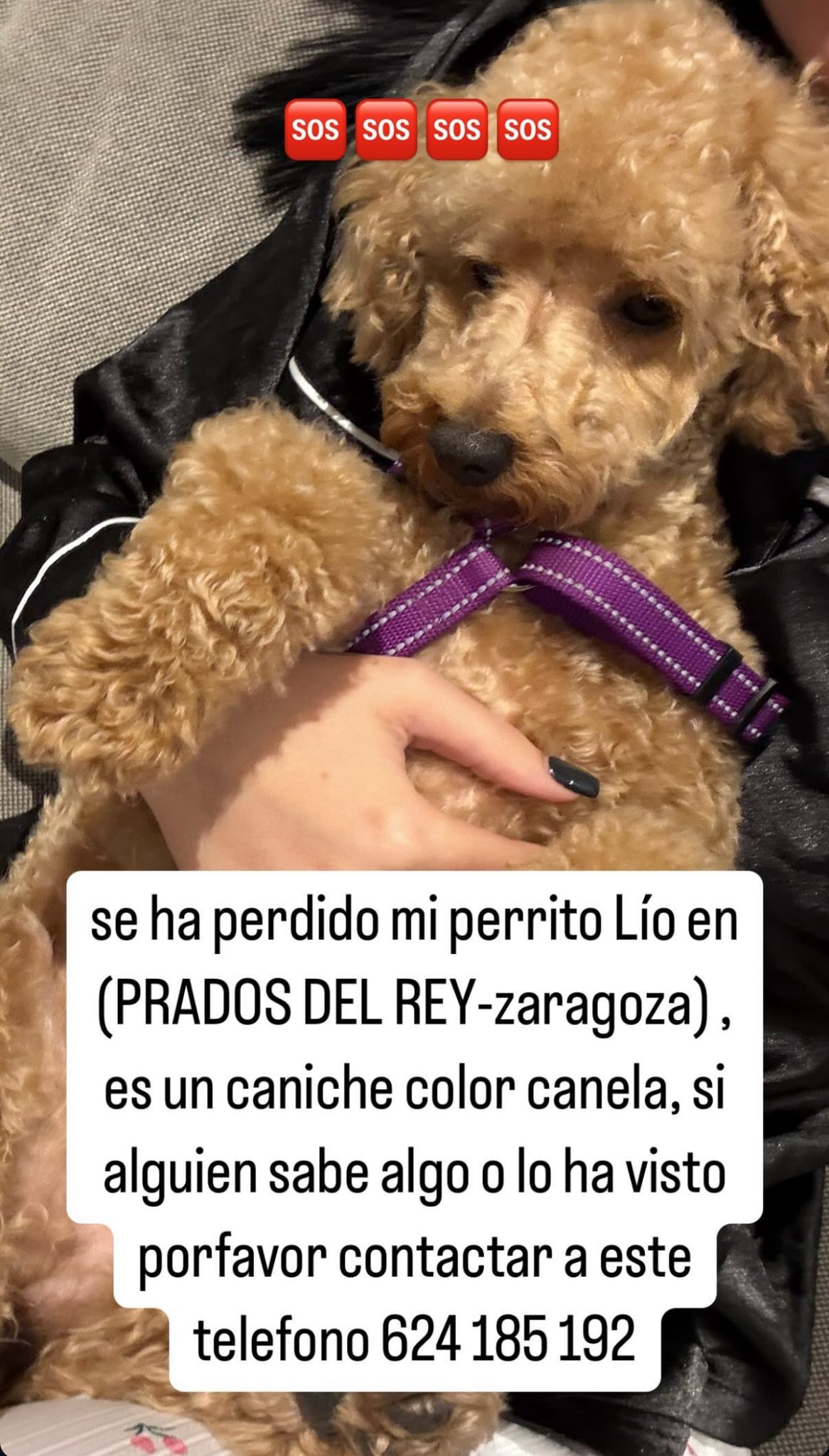 Memes Del Perrito Tierno Página 5 Plantillas De Memes Gratis Y