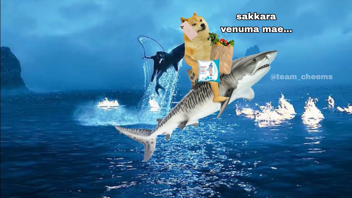 Notice Me Senpai Shark Funny Sharks!!🦈🌊🐚🫶 | Gallery Posted