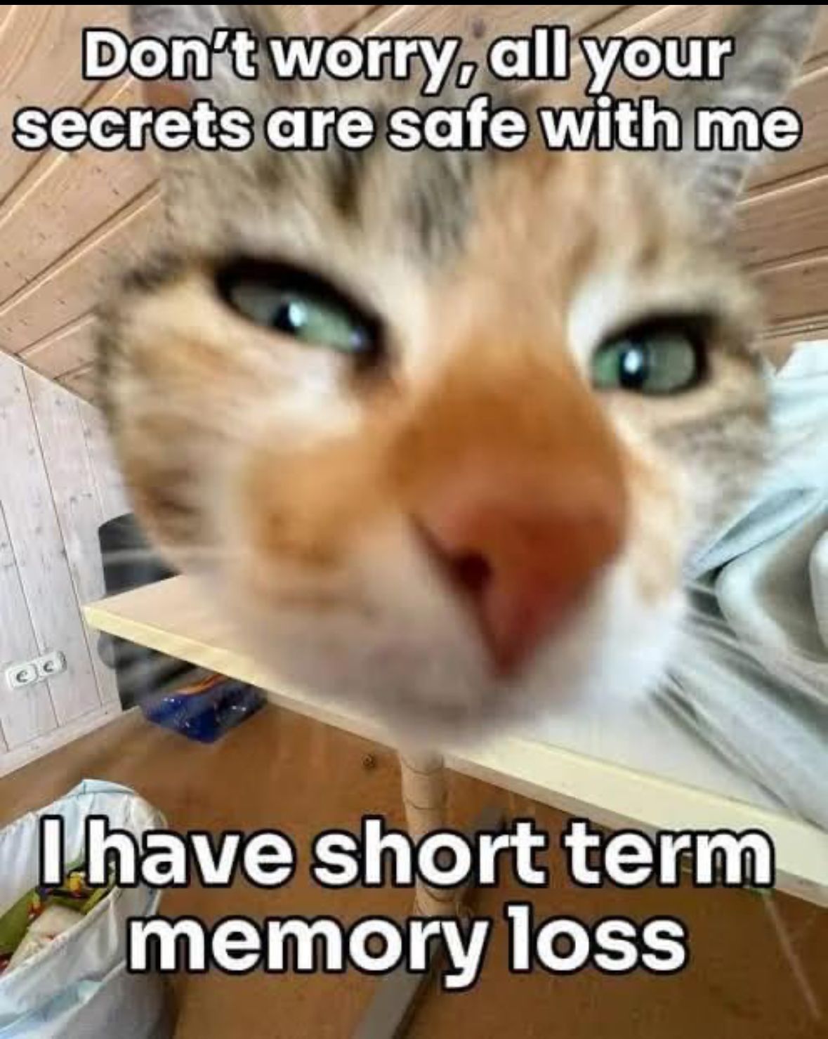 Memory Problems Memes Amazon.com: Loving Memory Loss Of Meme In Heaven