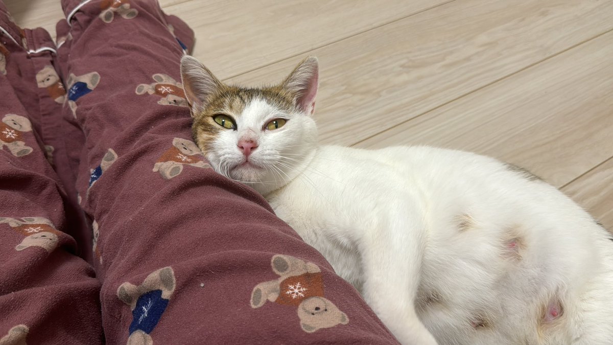 チカ(@Chk_DLB) - Twilog (ツイログ)