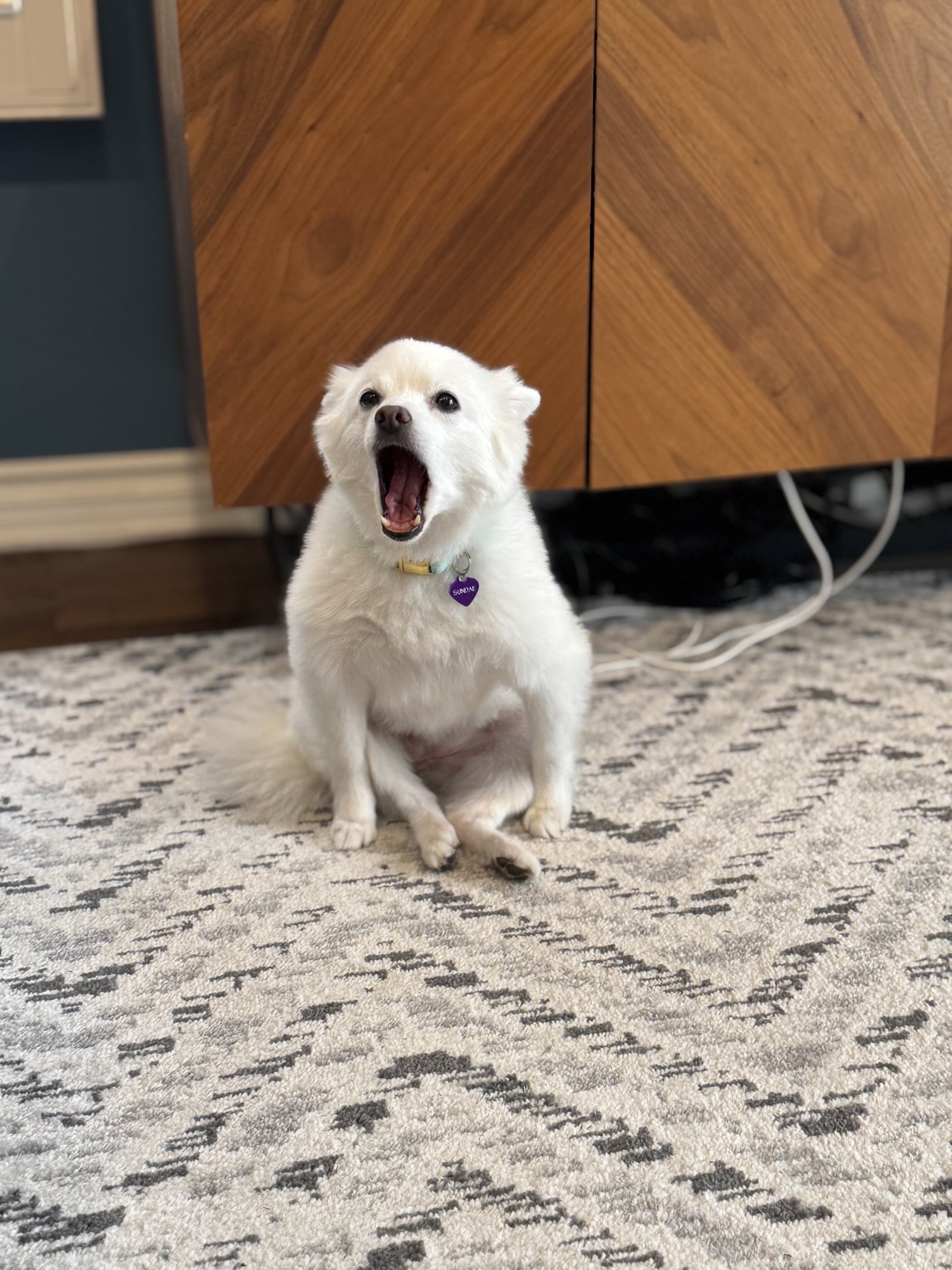 Fox Scream Sounds The Fox, The Fisher, And Those Curious Noises In The