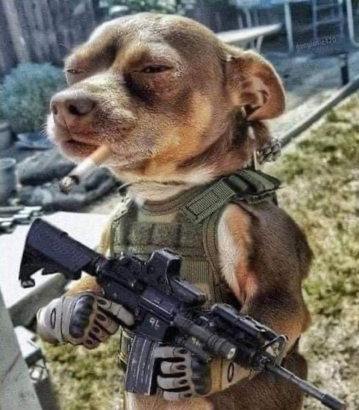 Funny Dogs With Machine Guns China's Latest Dystopian Creation: A