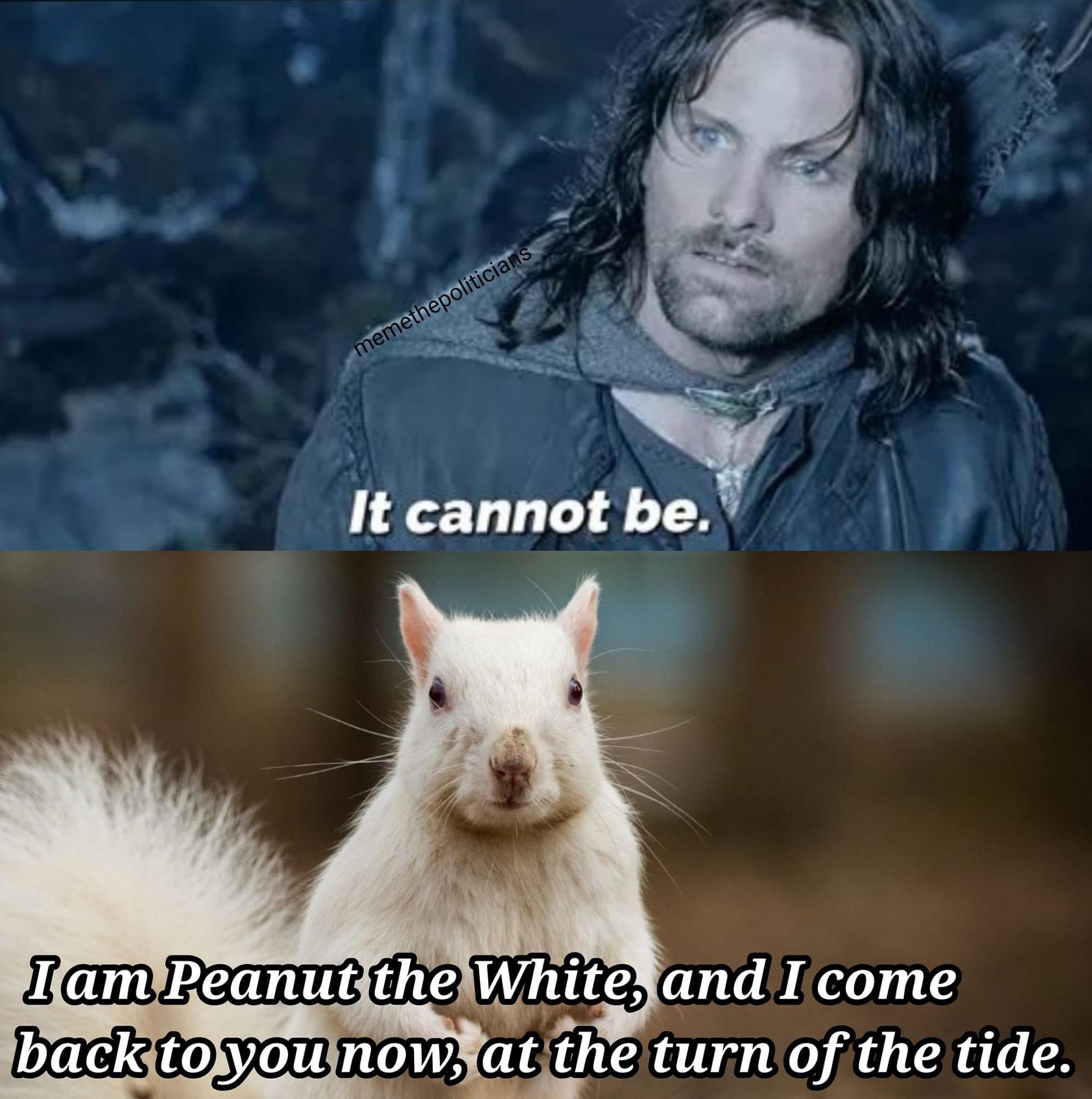 Albino Squirrel Memes