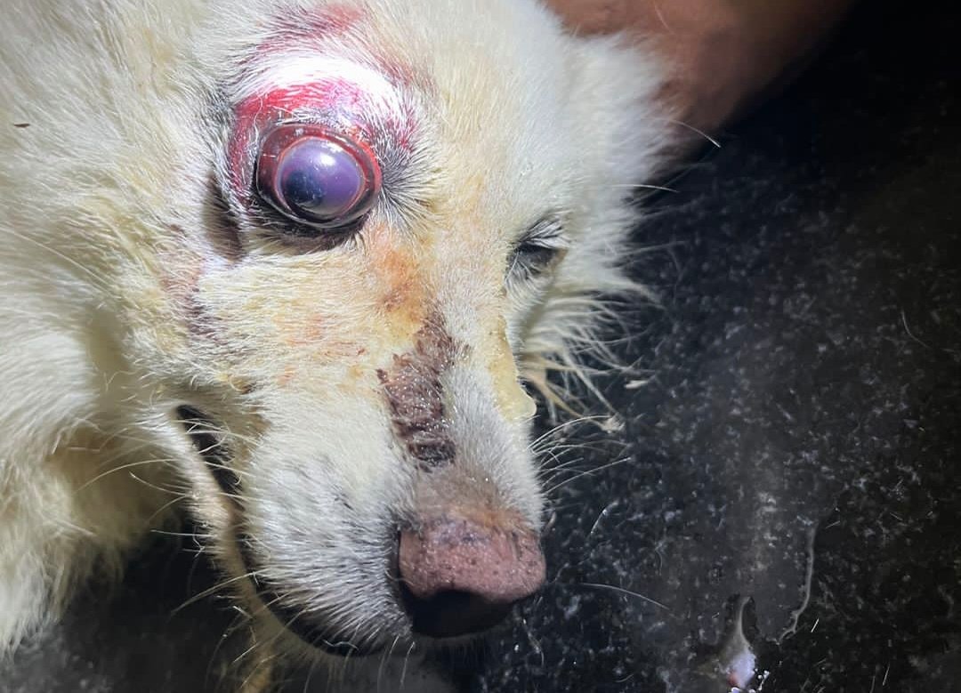 Eyeball Hanging Out Of Socket